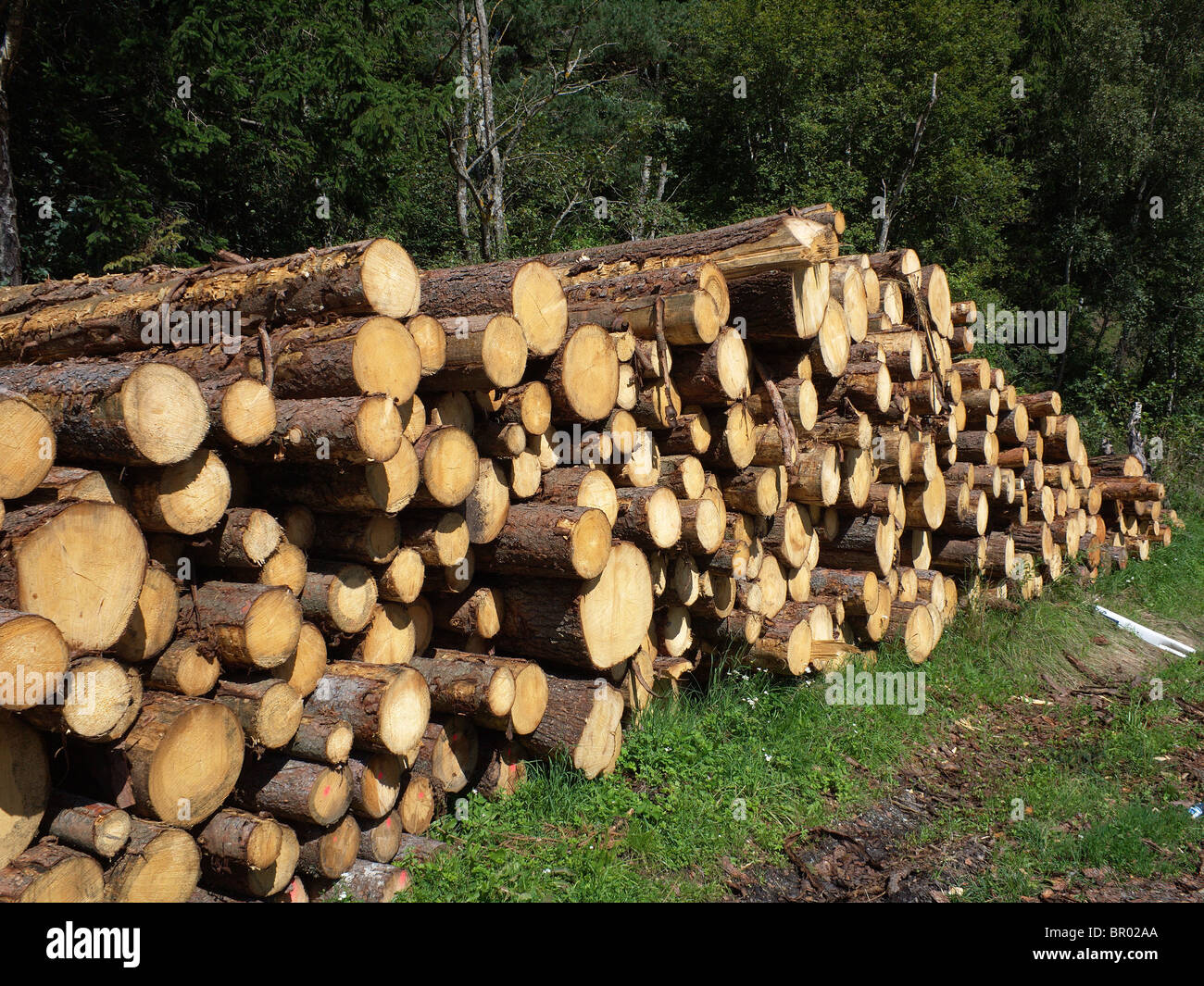 Timber a pile of freshly felled pine trees Stock Photo - Alamy