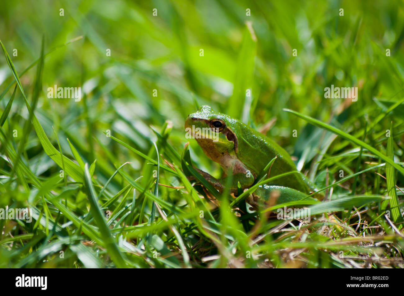 A frog in the grass Stock Photo - Alamy