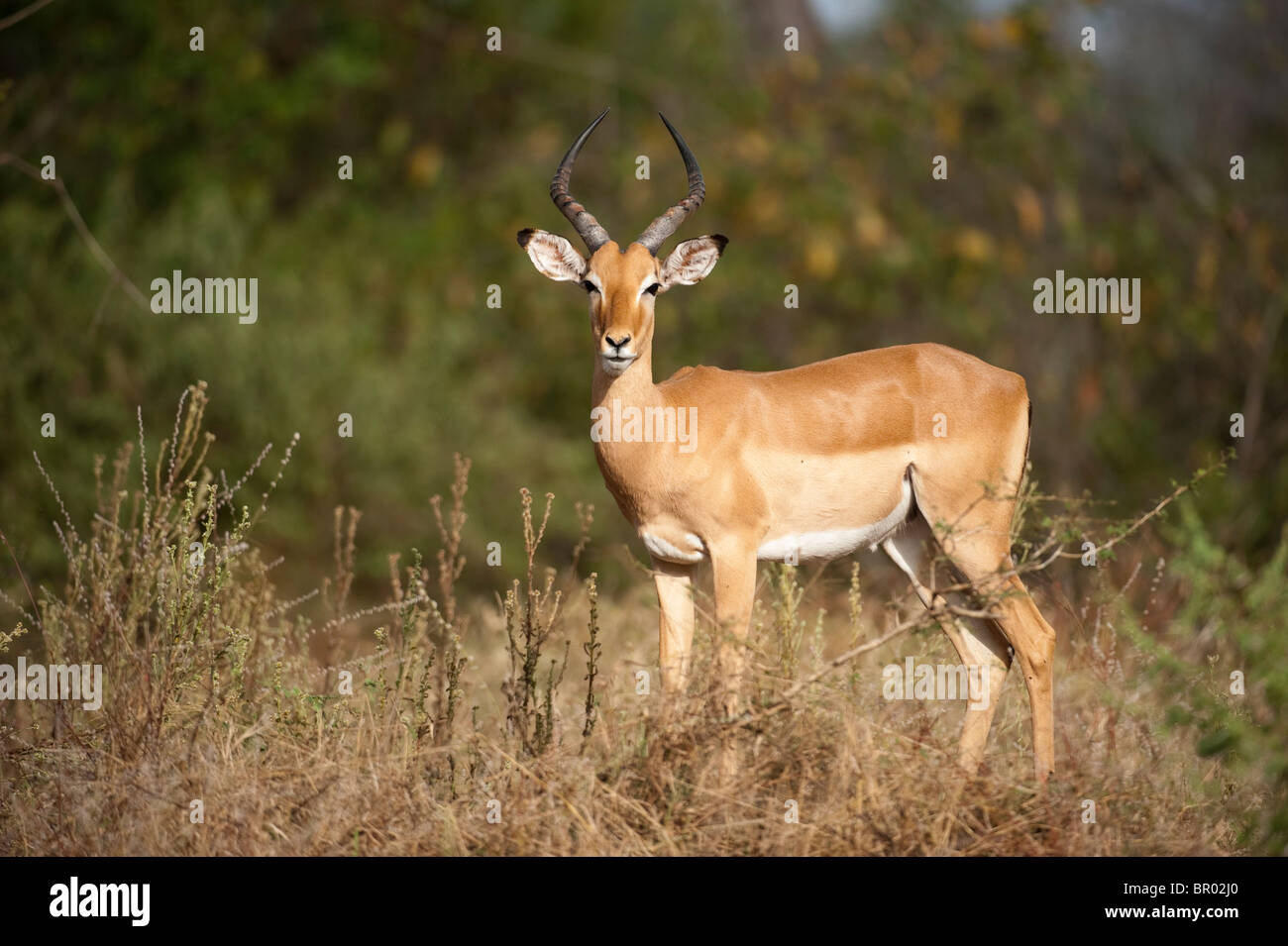 Malawi majete game reserve hi-res stock photography and images - Alamy