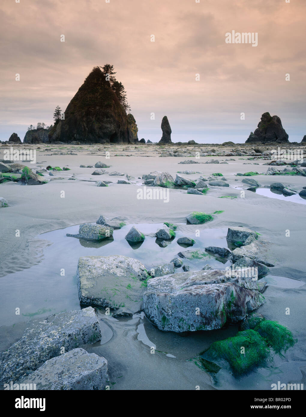 Shi-Shi Beach Olympic National Park Washington Stock Photo - Alamy