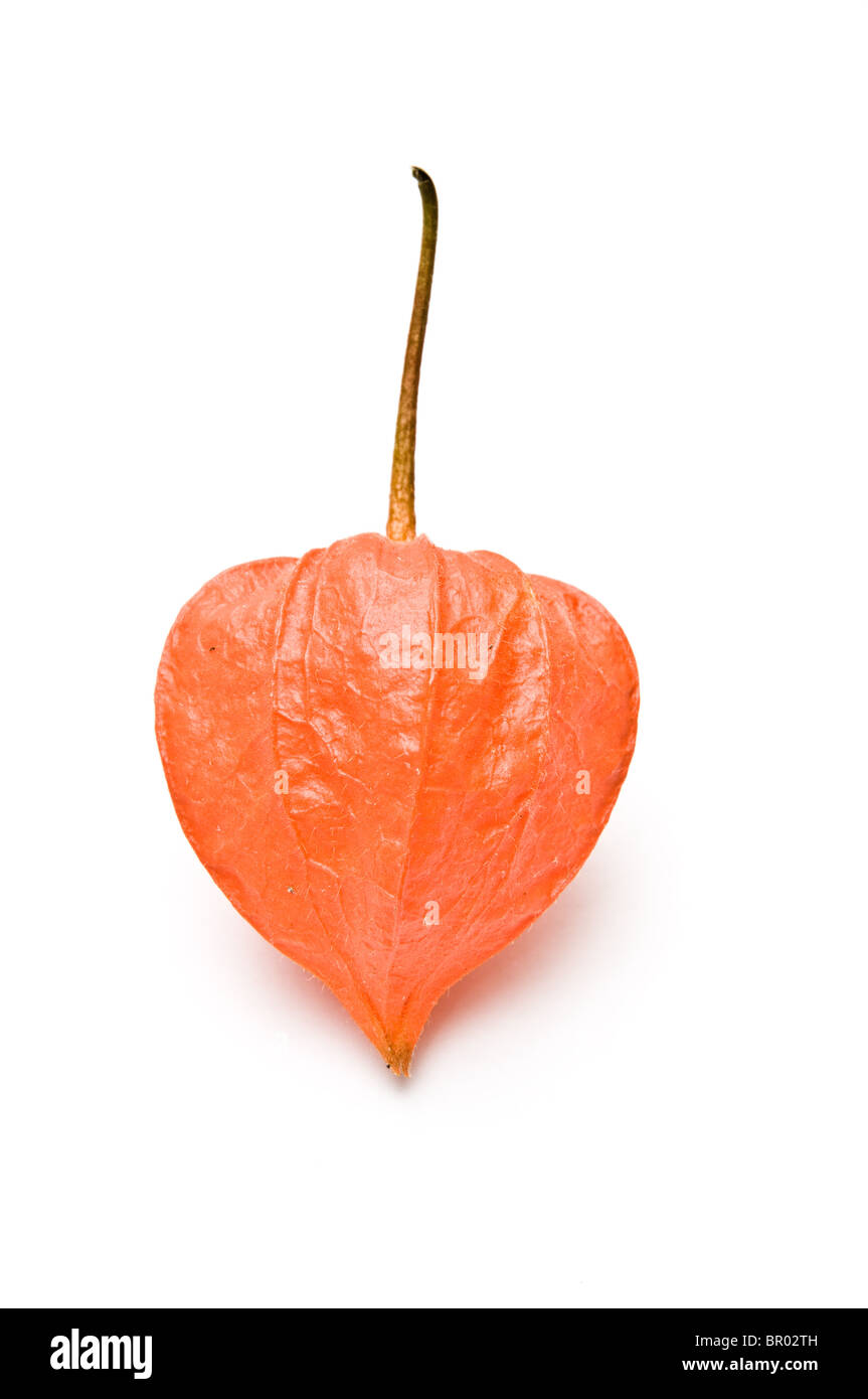 Single orange physalis Stock Photo - Alamy