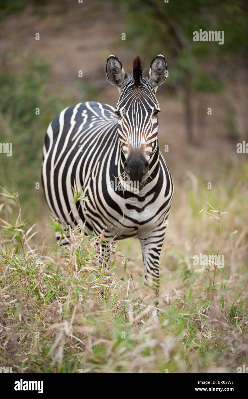 Malawi majete game reserve hi-res stock photography and images - Alamy