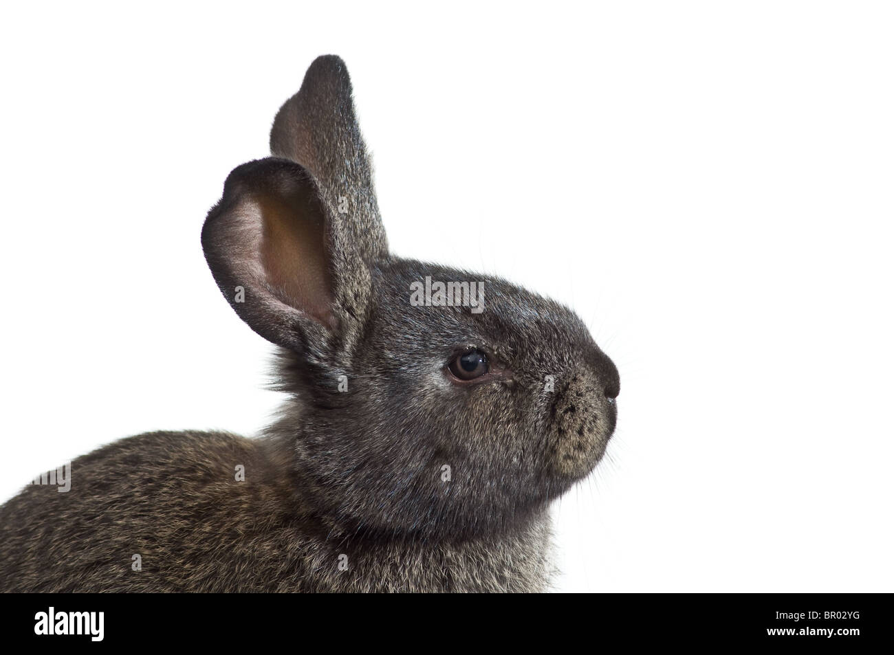Young rabbit looking above with pointed ears isolated on white Stock ...