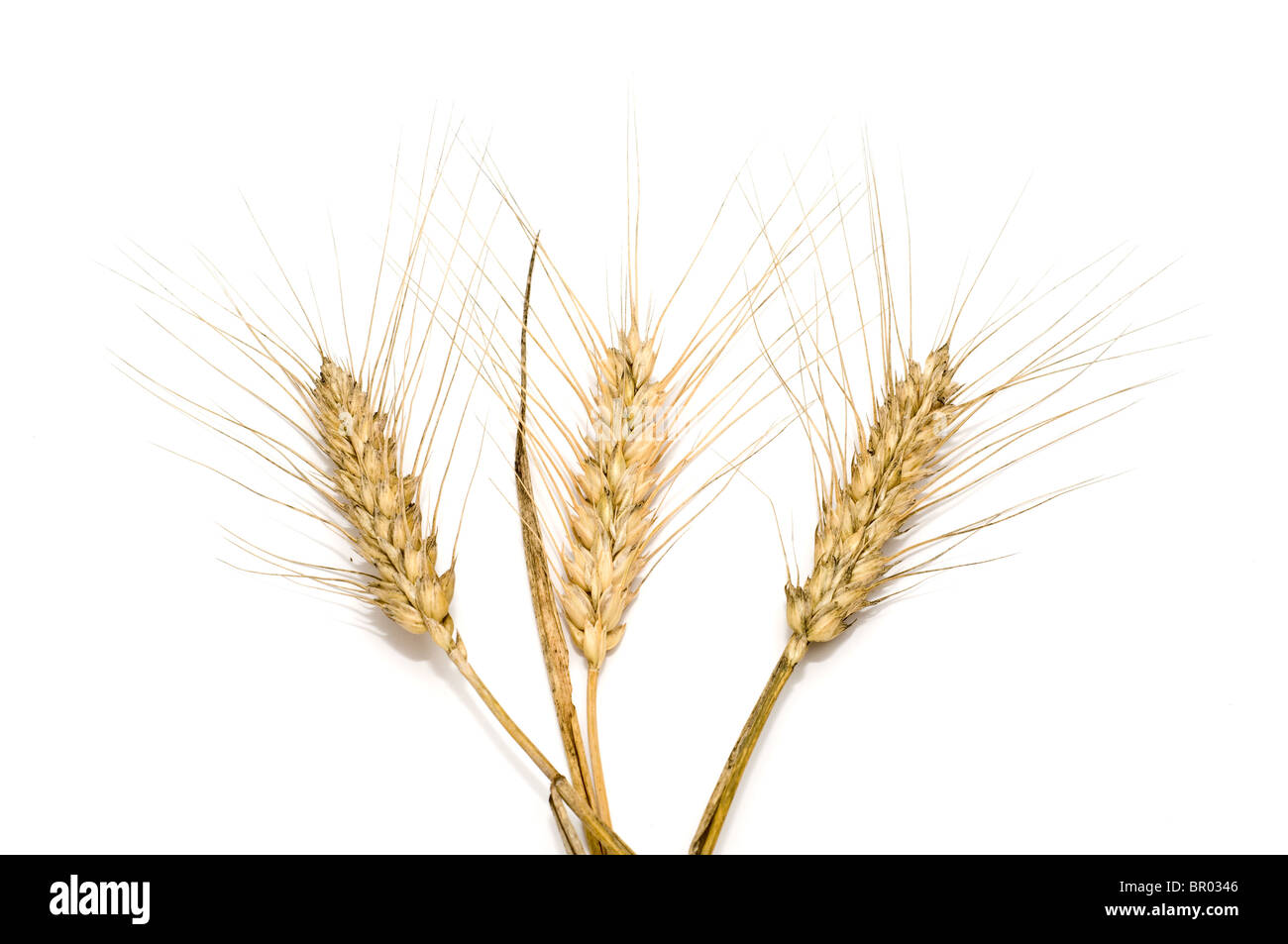Three wheat spikes Stock Photo - Alamy