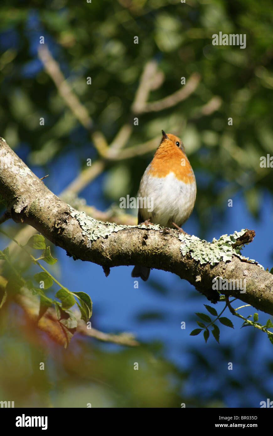 Robin on branch hi-res stock photography and images - Alamy