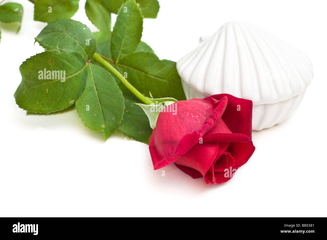 Rose and shell Stock Photo - Alamy