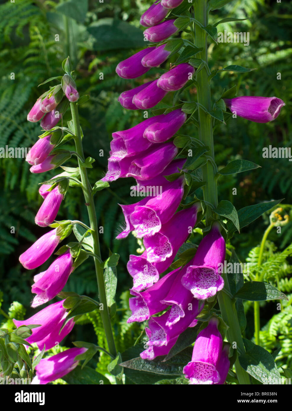 Family plantaginaceae hi-res stock photography and images - Alamy