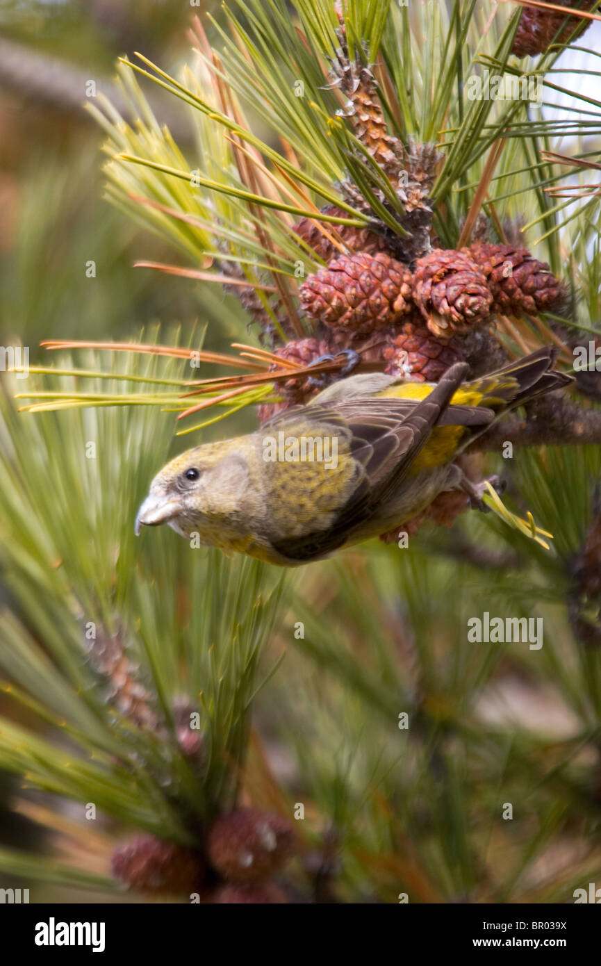 Female red crossbill hi-res stock photography and images - Alamy
