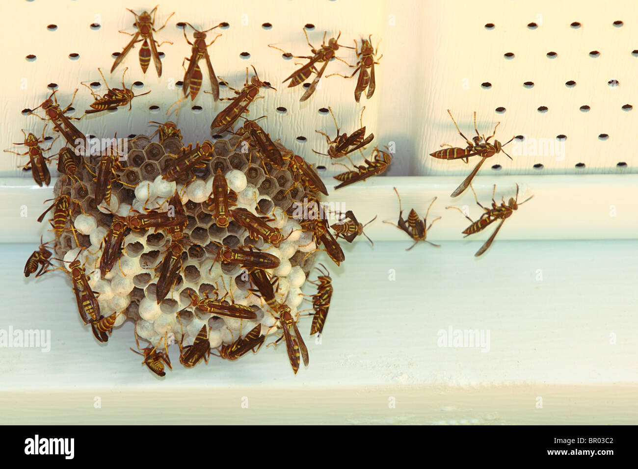 Wasp nest on house overhang covered in wasp with larvae inside cells ...