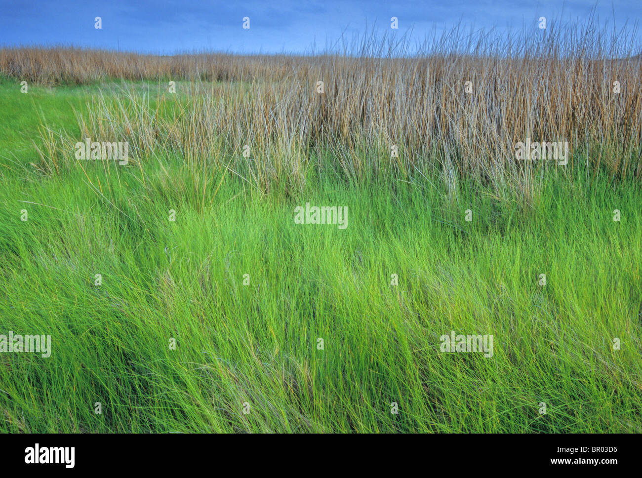 Spartina Patens