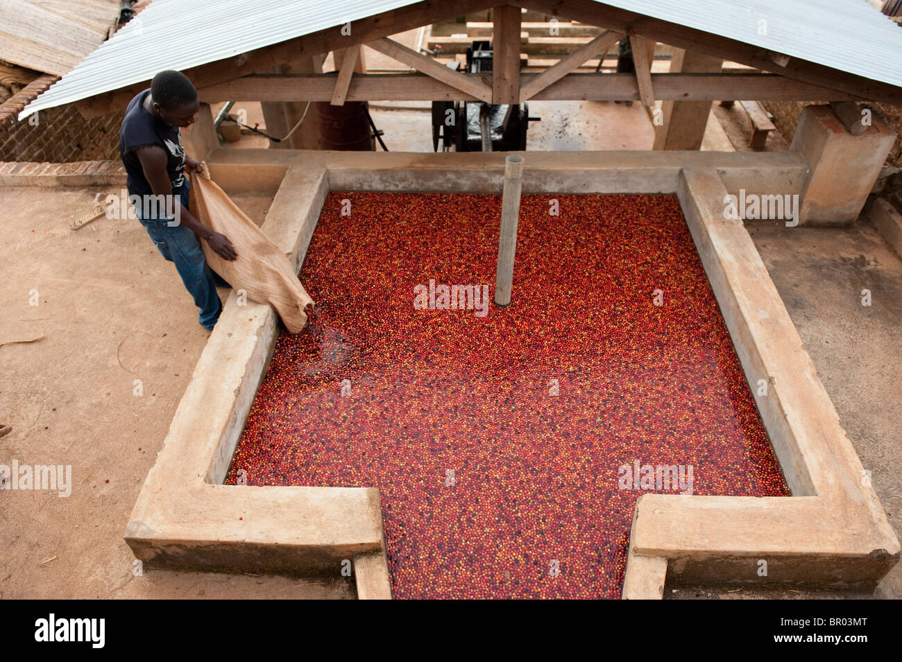 Misuku hi-res stock photography and images - Alamy