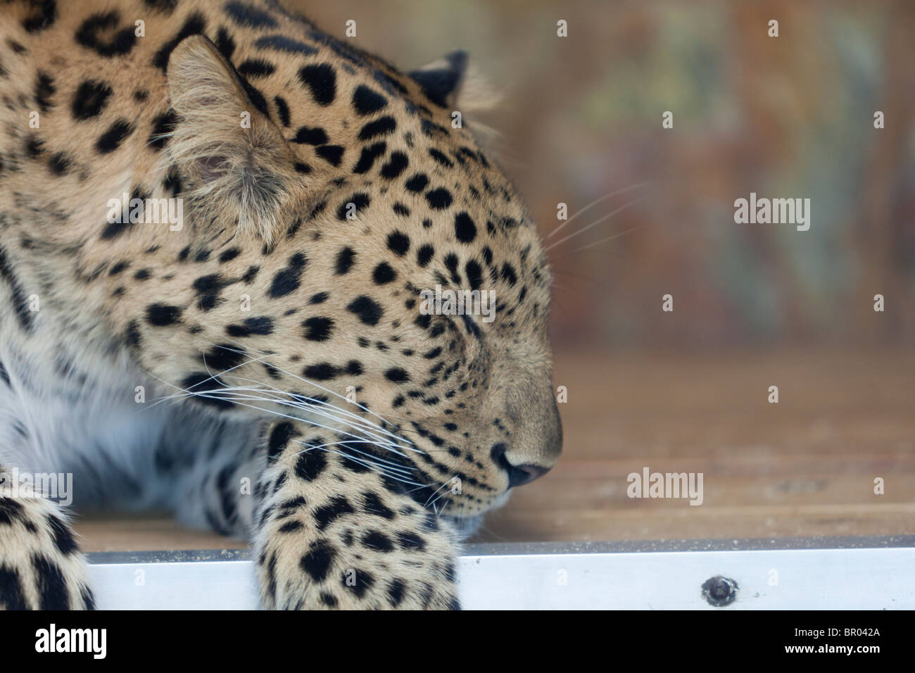 Amur leopard zoo uk hi-res stock photography and images - Alamy