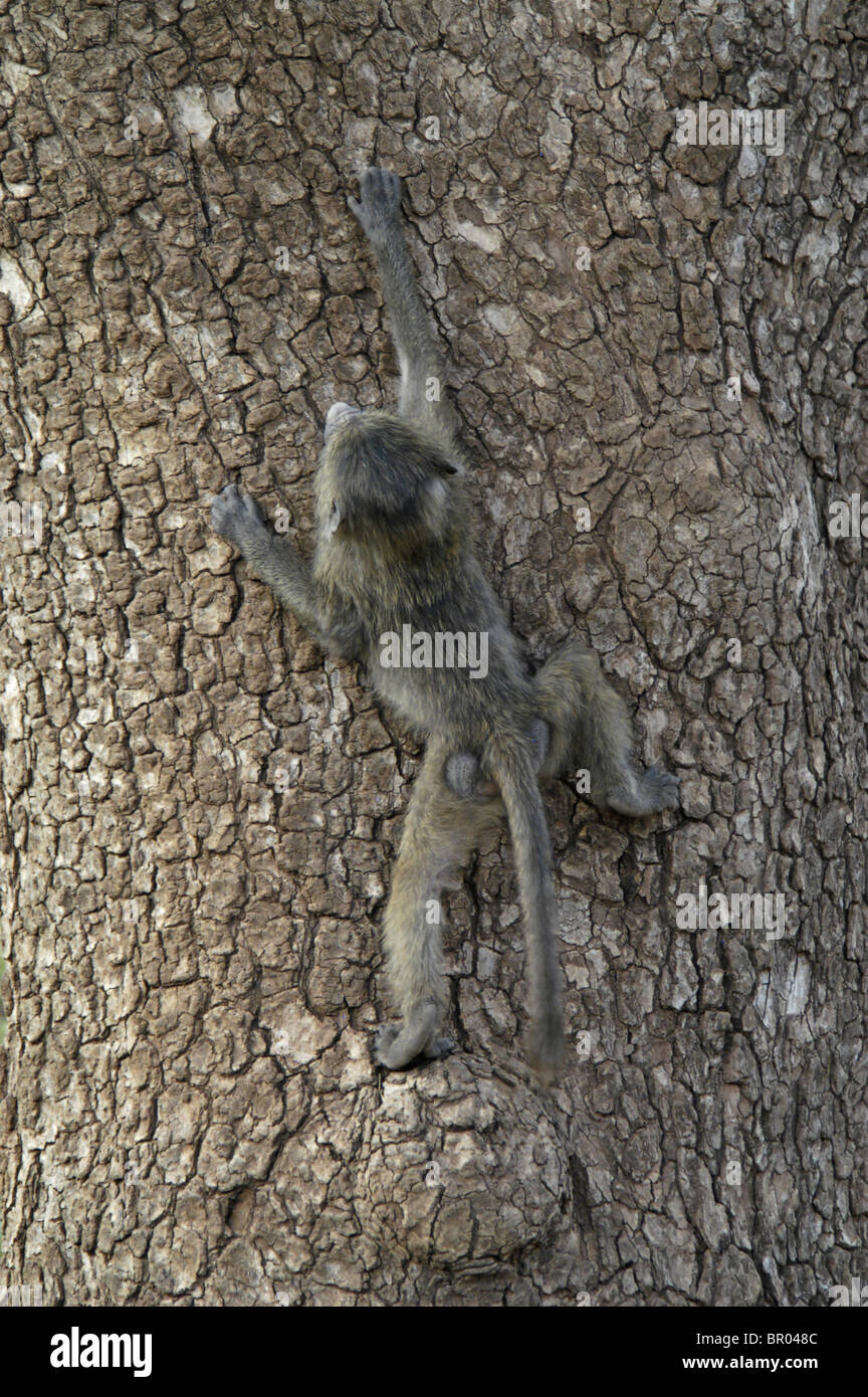 Olive baboon climbing tree hi-res stock photography and images - Alamy