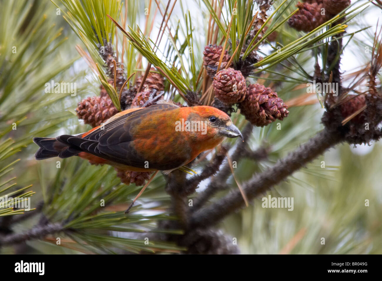 White winged crossbill hi-res stock photography and images - Alamy