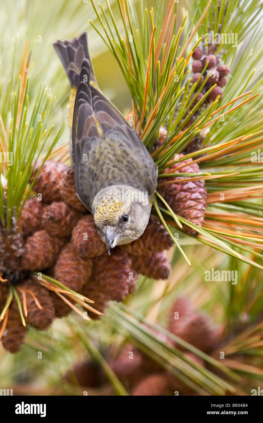 Female White-winged Crossbill Feeding on Spruce Cones Stock Photo - Alamy