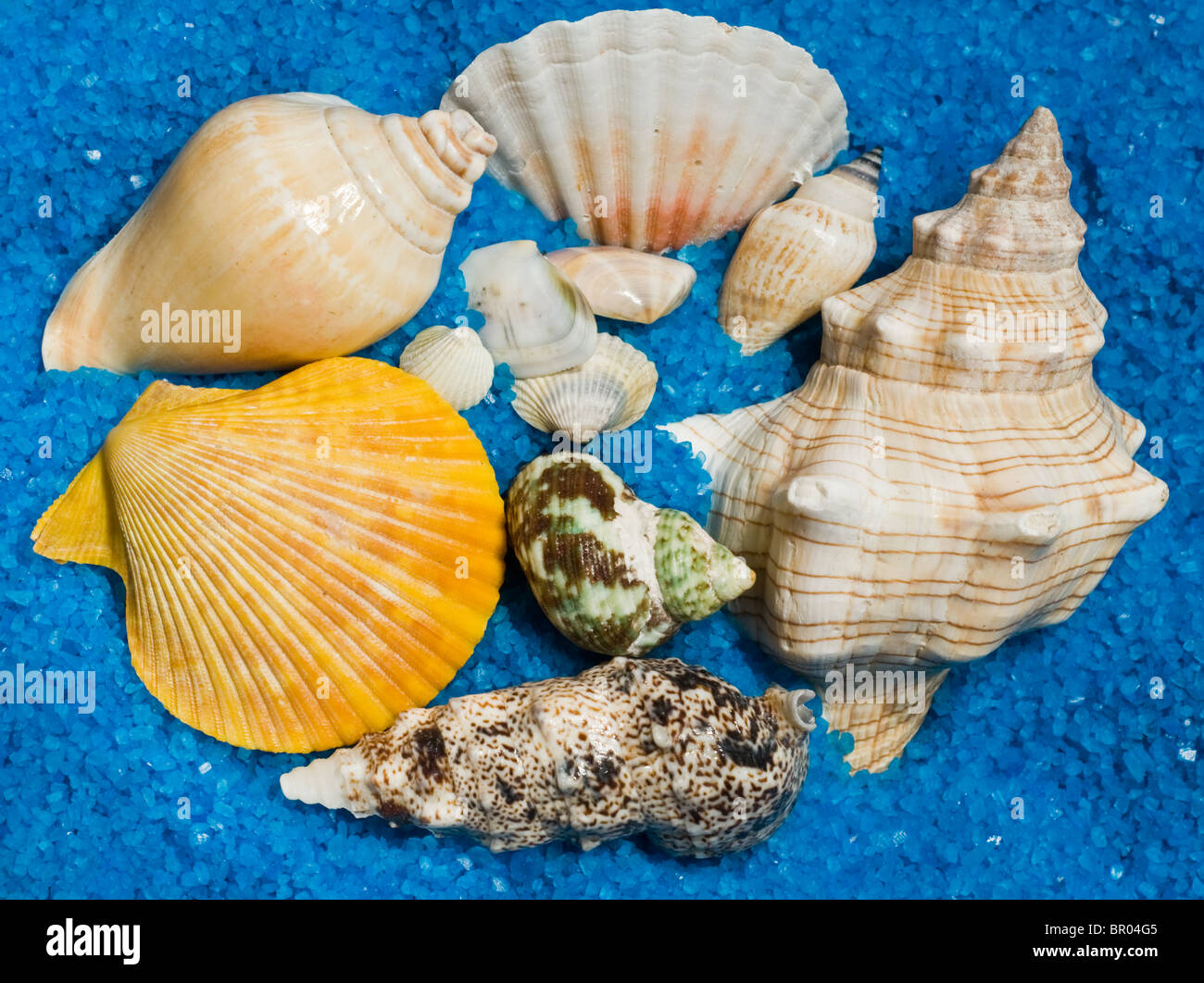 Shells in bath salt Stock Photo - Alamy
