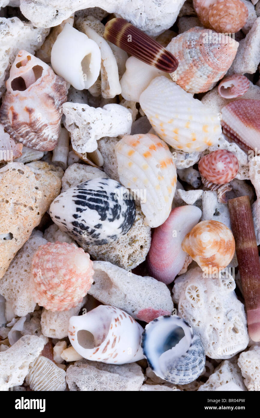 Shells on the beach Stock Photo - Alamy