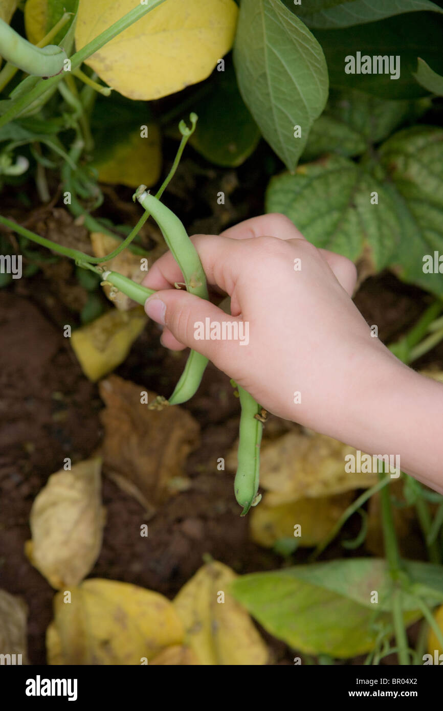 closeup of hand picking a ripe string bean, green, vegetable garden ...