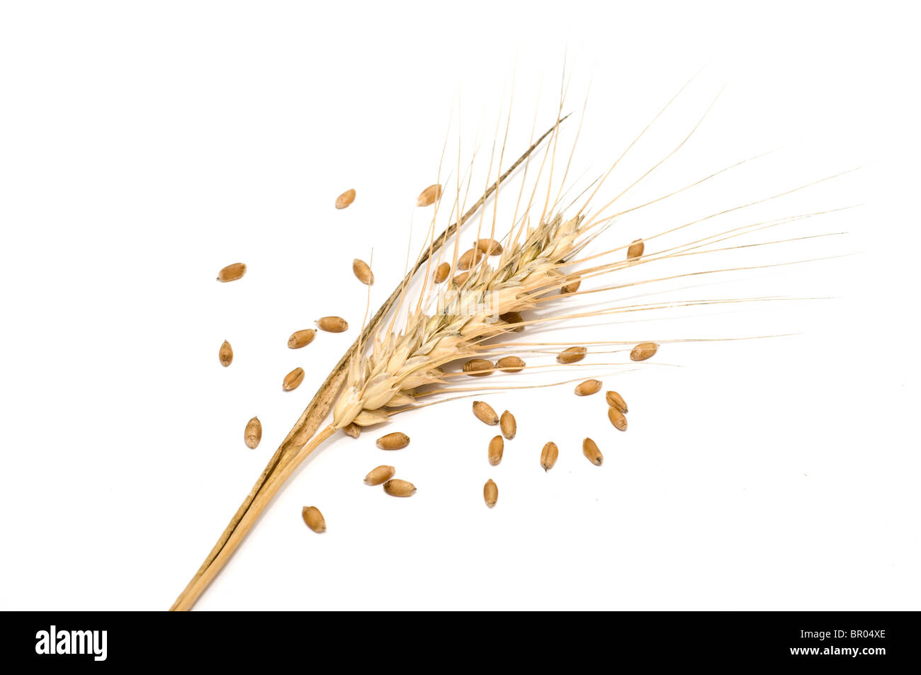 Wheat spike with seeds Stock Photo - Alamy
