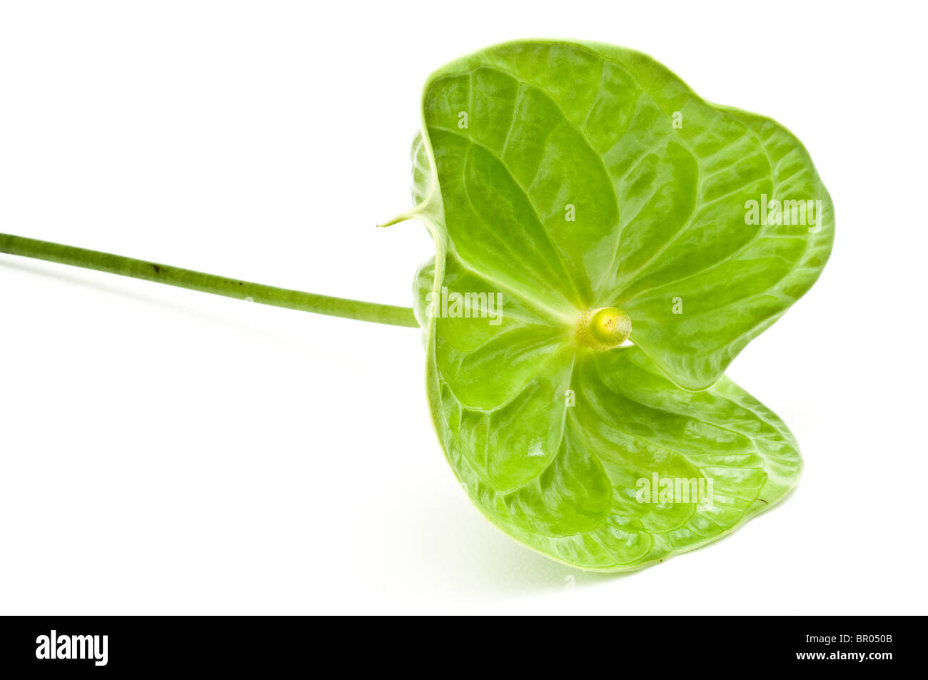 Flamingo flower side view Stock Photo - Alamy