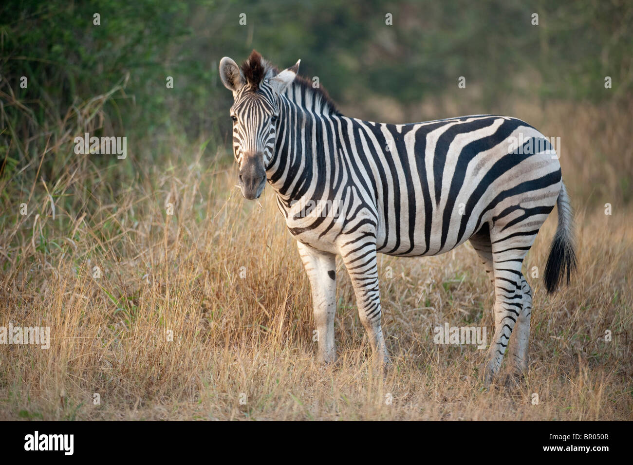Malawi parks and wildlife hi-res stock photography and images - Alamy