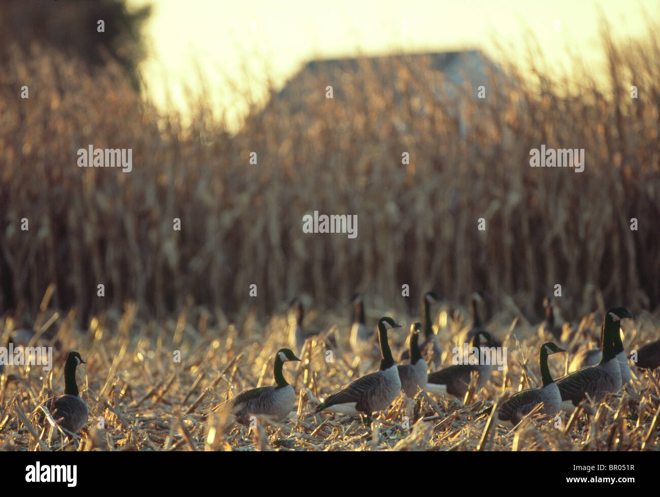 Canadian geese feeding in corn fields near Cambridge, MD Stock Photo ...