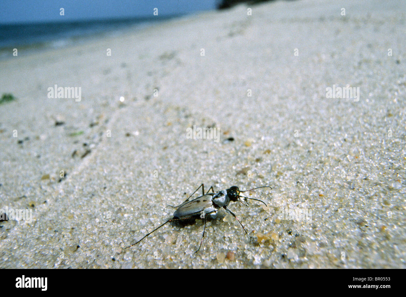 Northeastern Beach Tiger Beetle (Cicindela Dorsalis) on a beach near ...