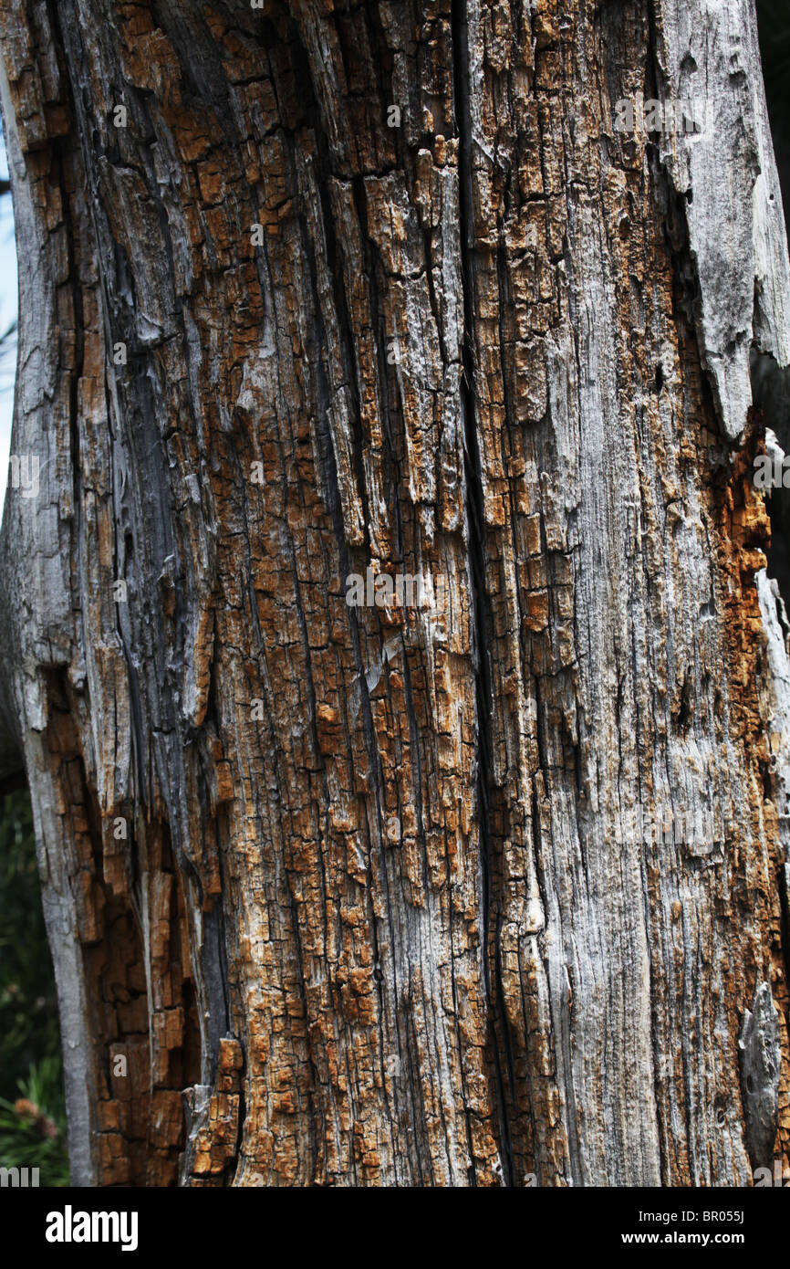 Dead tree split sun scorched bark detail subalpine forest Pyrenees ...