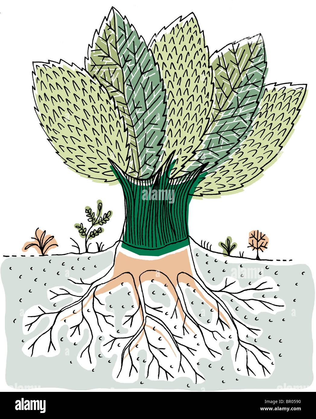 A large tree with roots growing into the earth Stock Photo - Alamy