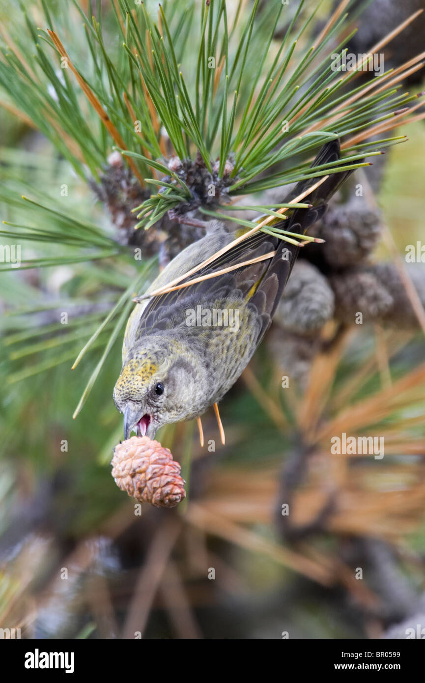 Crossbill Pine Cone High Resolution Stock Photography and Images - Alamy