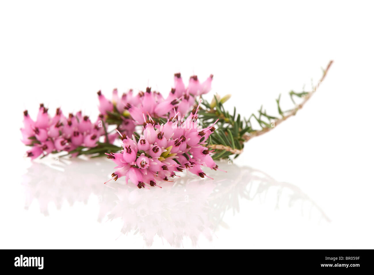 Purple Heather flowers on white background Stock Photo - Alamy