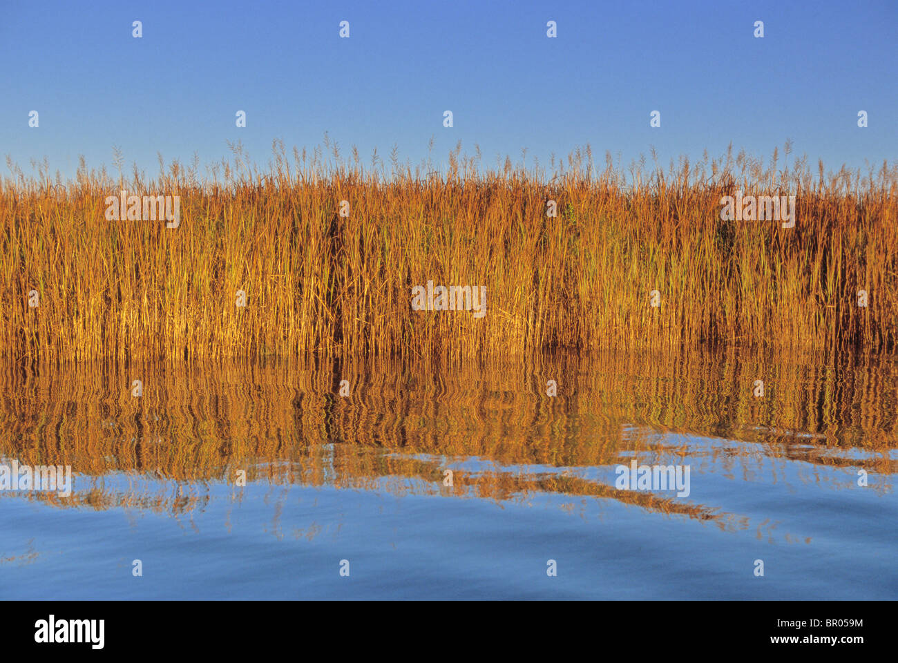 Spartina cord grasses in salt marshes on the Rappahannock River, VA ...