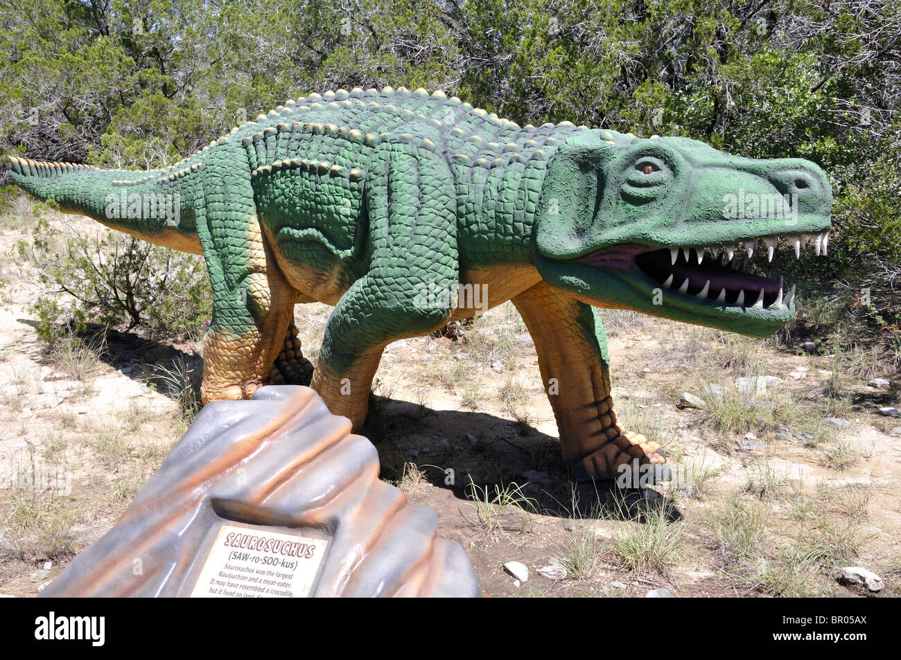 Saurosuchus, Dinosaur World, Glen Rose, Texas, USA Stock Photo - Alamy