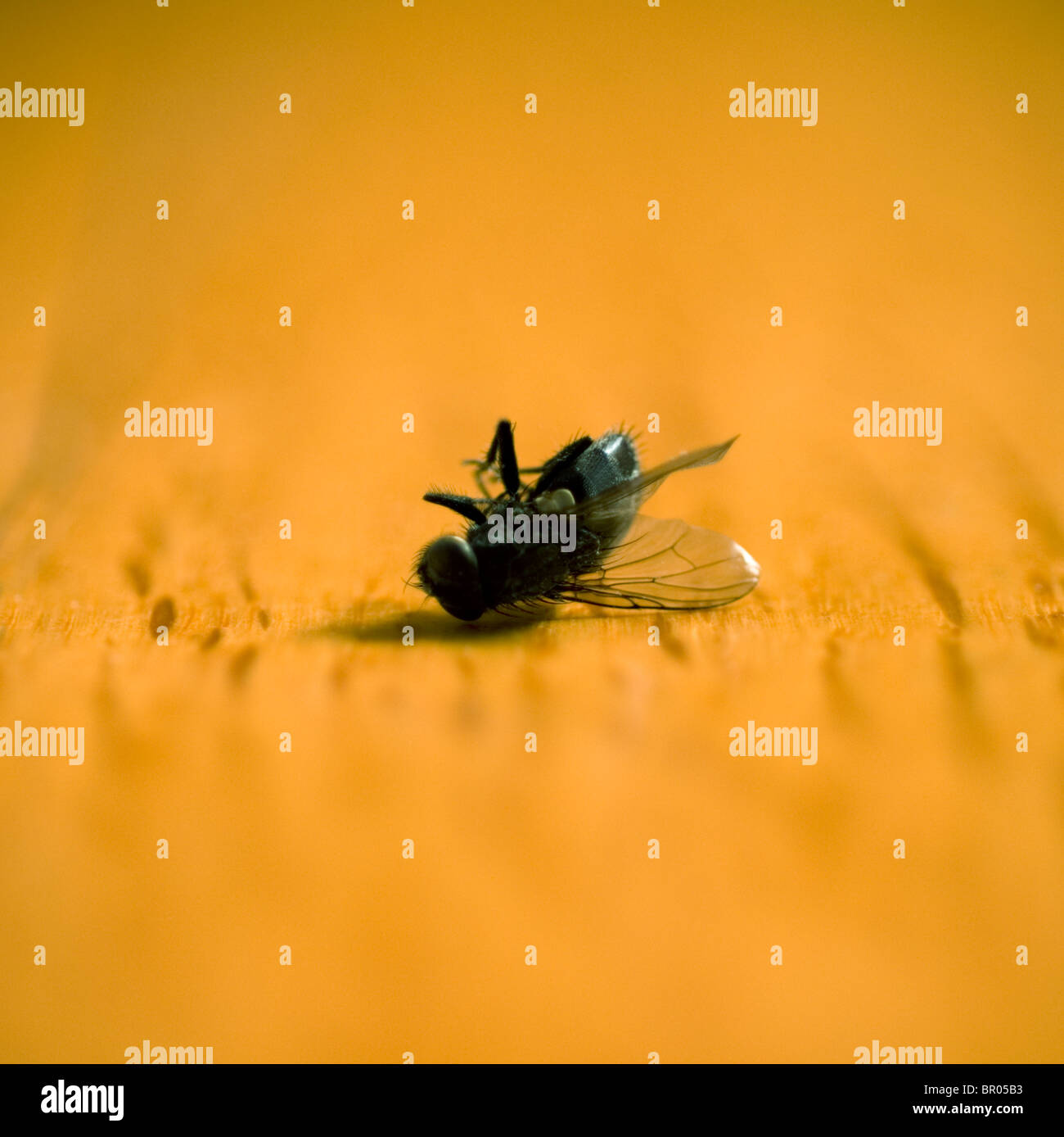 Dead fly upside down on wood floor Stock Photo - Alamy