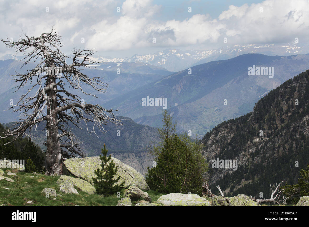 Lone tree in sparse high alpine forest on ascent from Espot to Estany ...