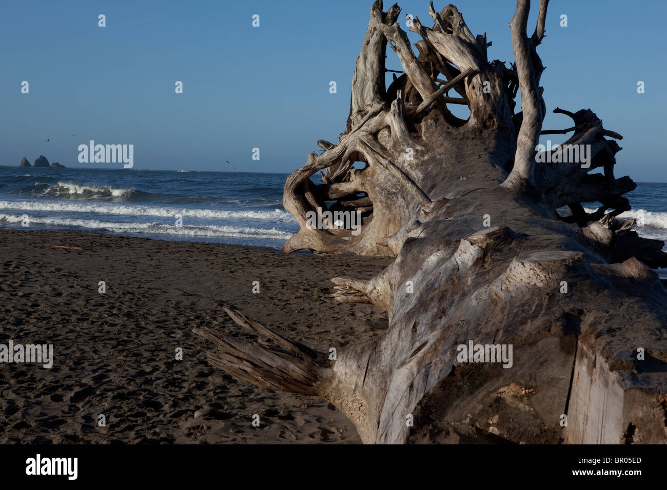 Tree Logs On Beach High Resolution Stock Photography and Images - Alamy