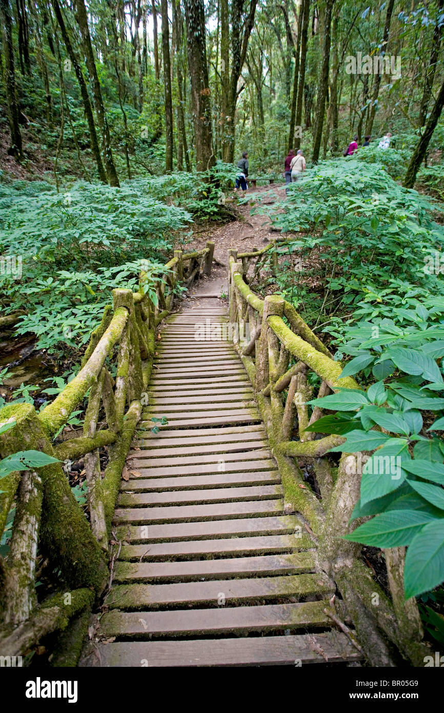 Hiking trail in Doi Inthanon National Park Stock Photo - Alamy