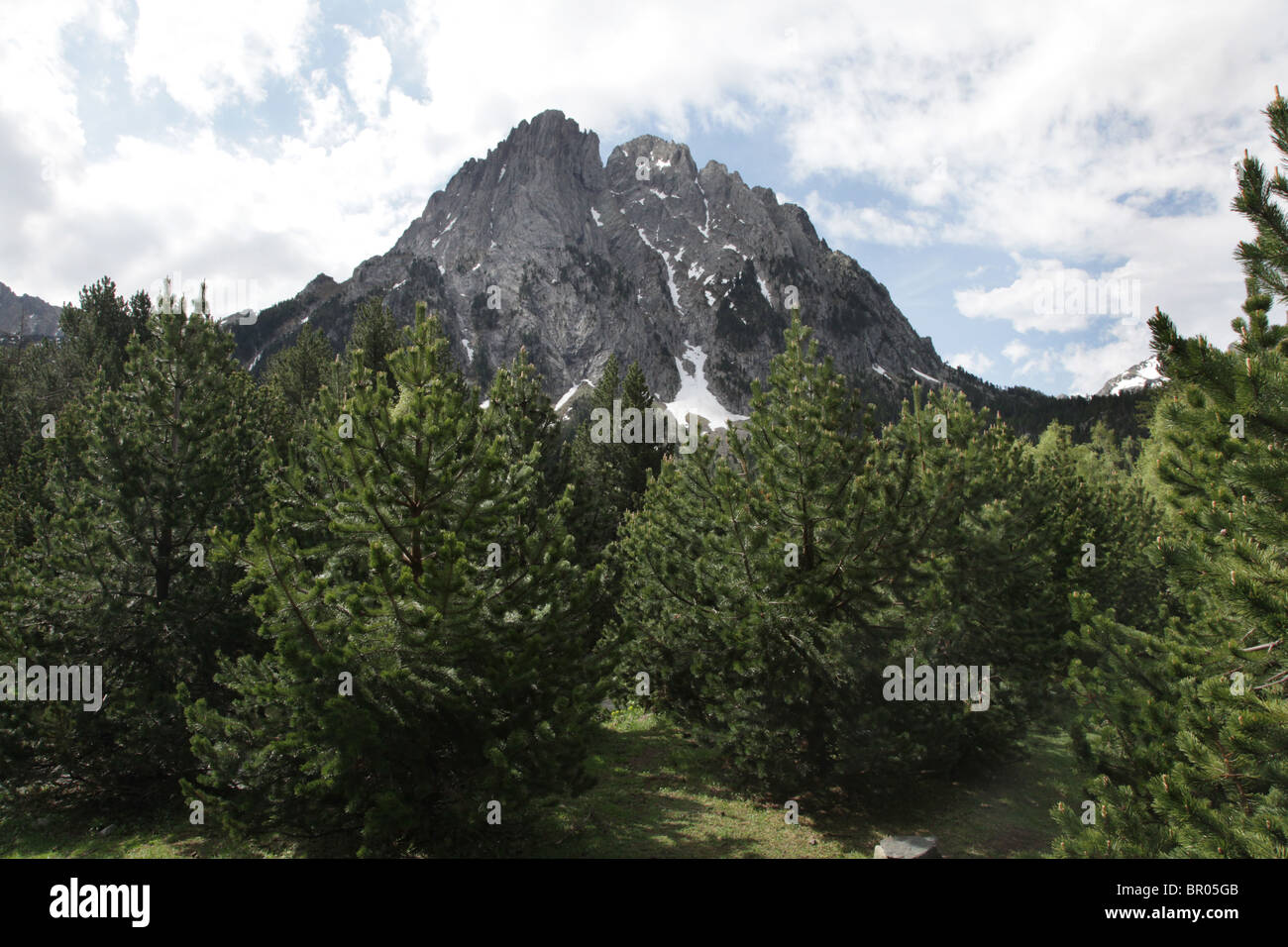Subalpine forest under Els Encantats peak on Pyrenean Traverse Sant ...