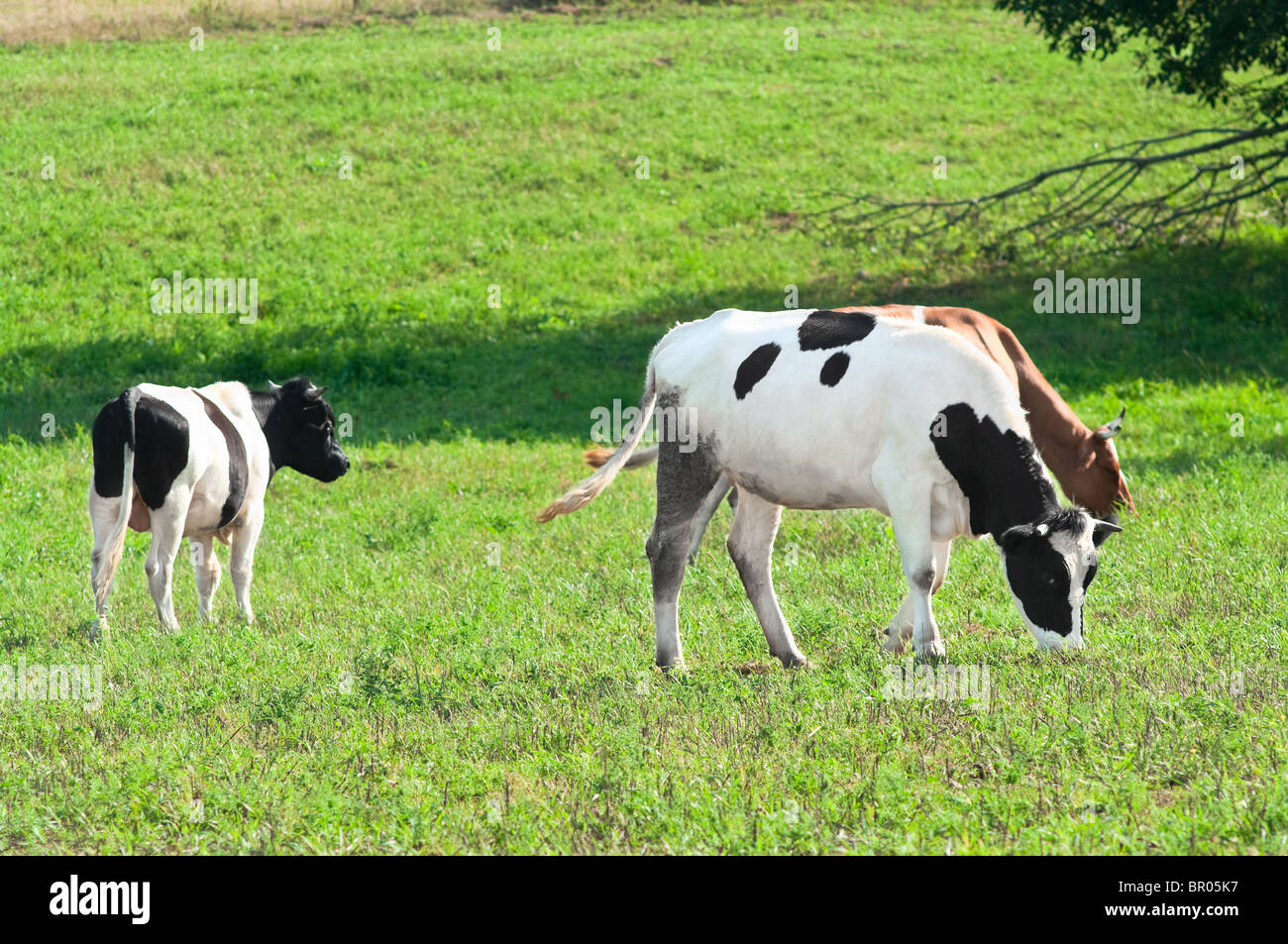 Two cows in the meadow. Landscape in a sunny day Stock Photo - Alamy