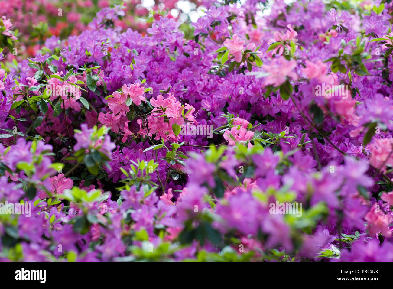 Pink rhododendron bush Stock Photo - Alamy