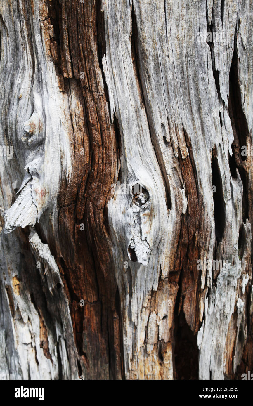 Flaky tree bark trunk hi-res stock photography and images - Alamy