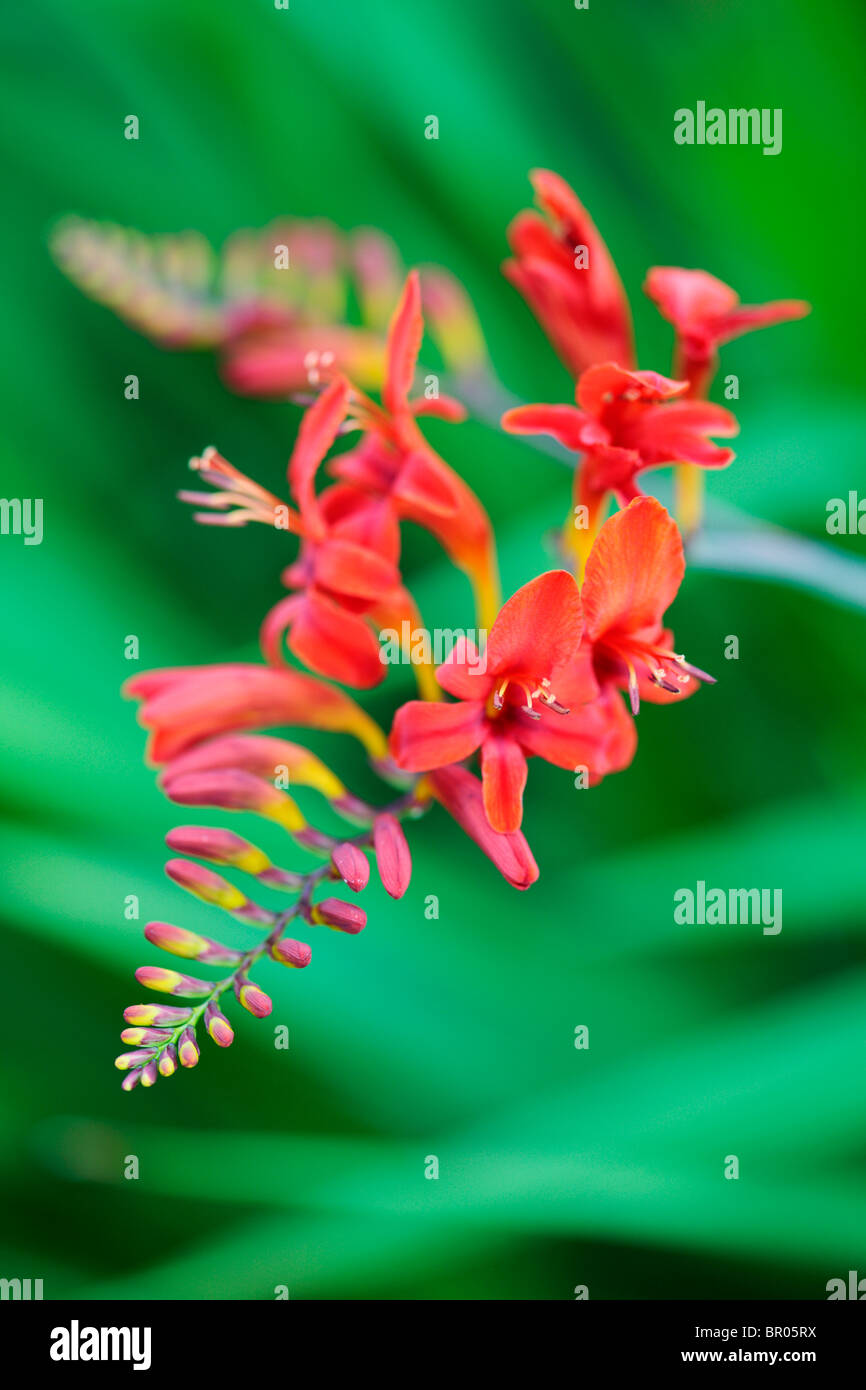 Crocosmia Flower High Resolution Stock Photography and Images - Alamy