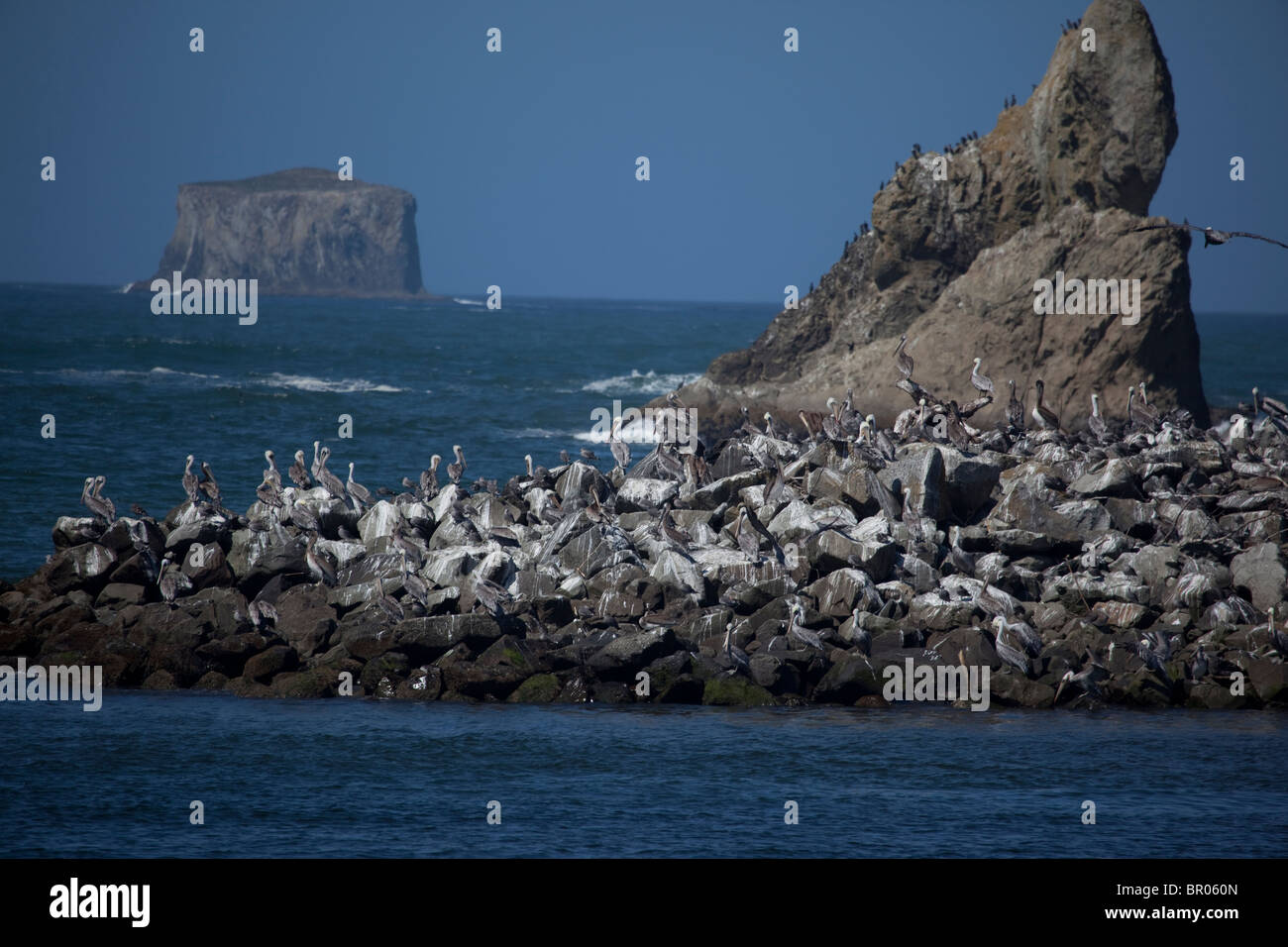 pacific northwest sea stacks covered with pelicans Stock Photo - Alamy