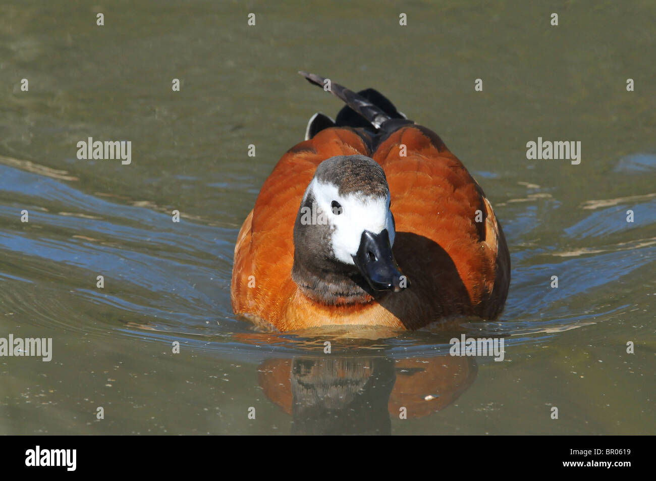 Female cape shelduck hi-res stock photography and images - Alamy