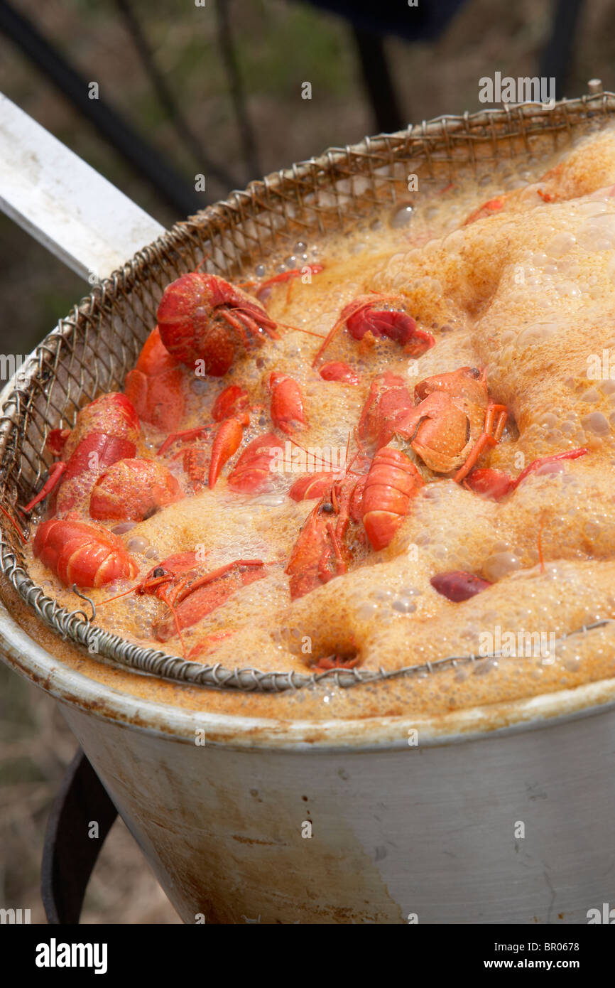 Crayfish in boiling pot of water Stock Photo - Alamy