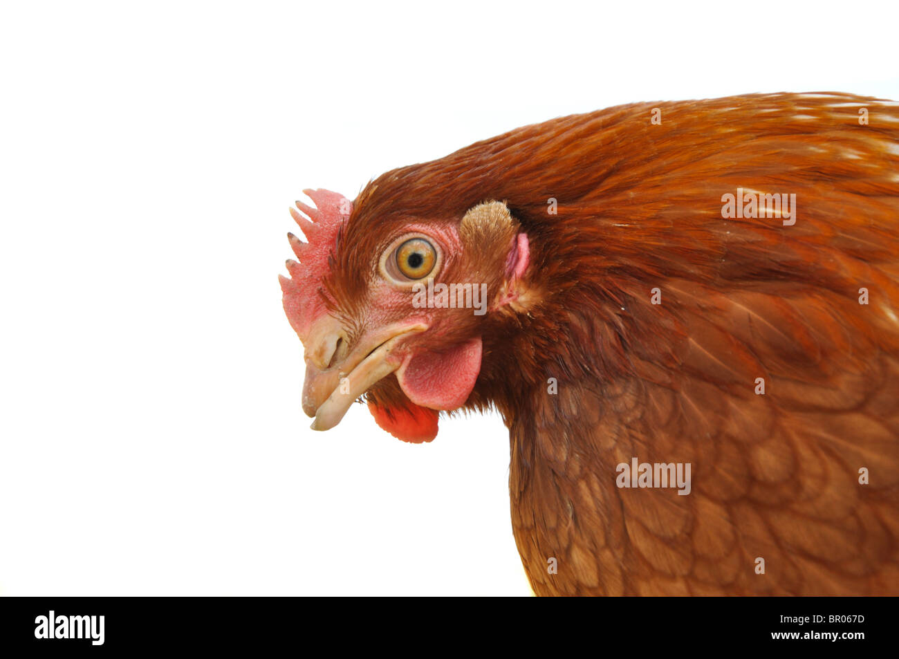 Chicken profile hi-res stock photography and images - Alamy