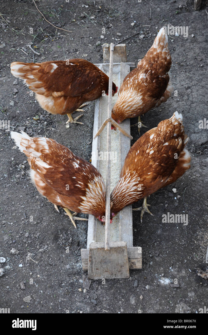 Hungry rooster hi-res stock photography and images - Alamy