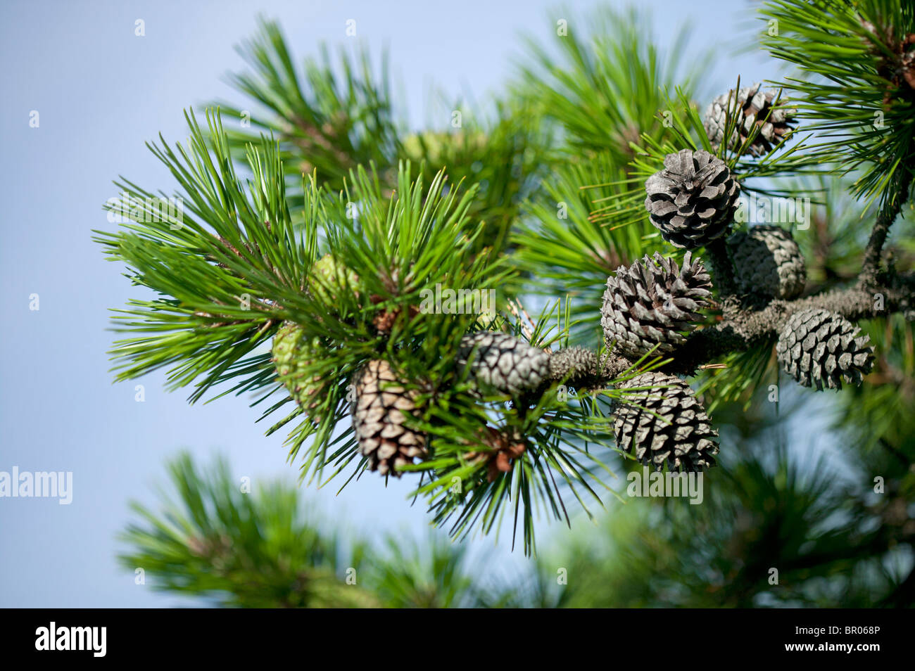 Pine Cone On Tree DIY Pine Cone Bonsai Tree How To | Gardening Know