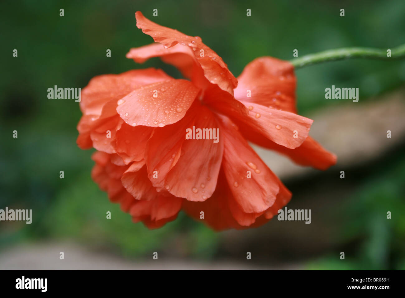 Poppy with morning dew drops Stock Photo - Alamy