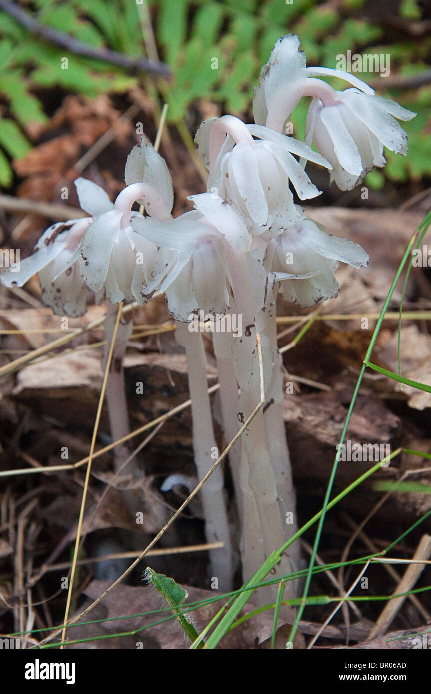 Indian Pipe in Michigan USA Stock Photo - Alamy